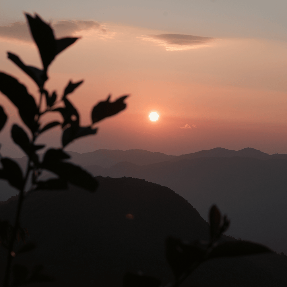 Rose Scented Dian Hong | Rishi Tea